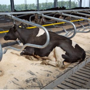 Cow Cubicals – Milkwell Milking Systems